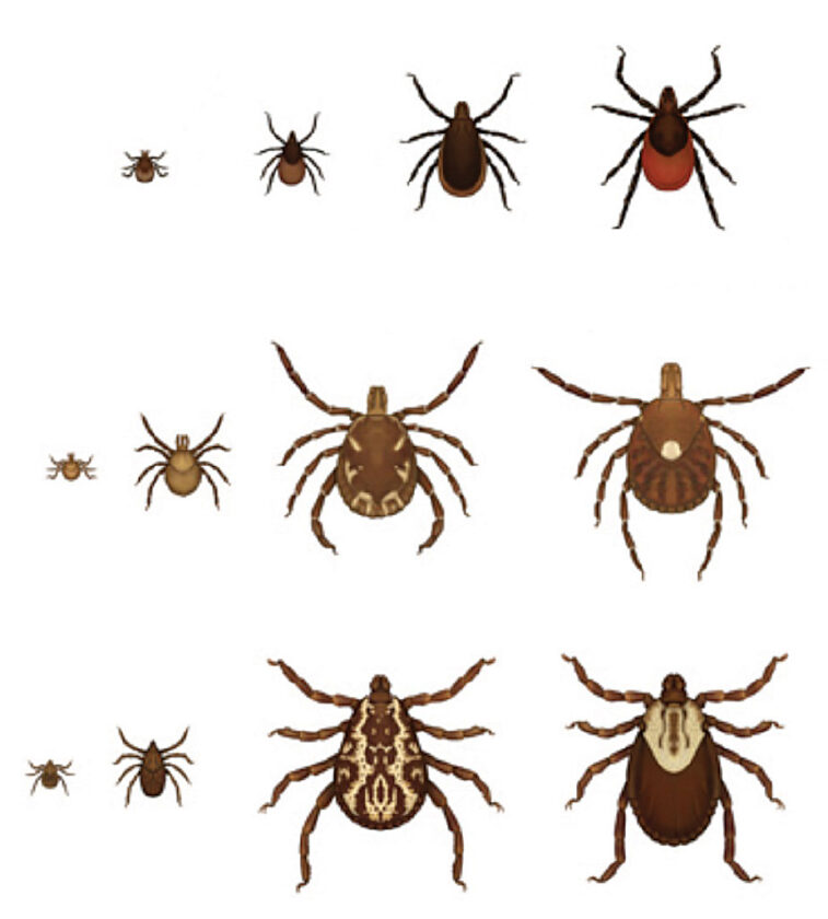 How to Get Rid of Ticks and Prevent Lyme Disease – Mother Earth Gardener
